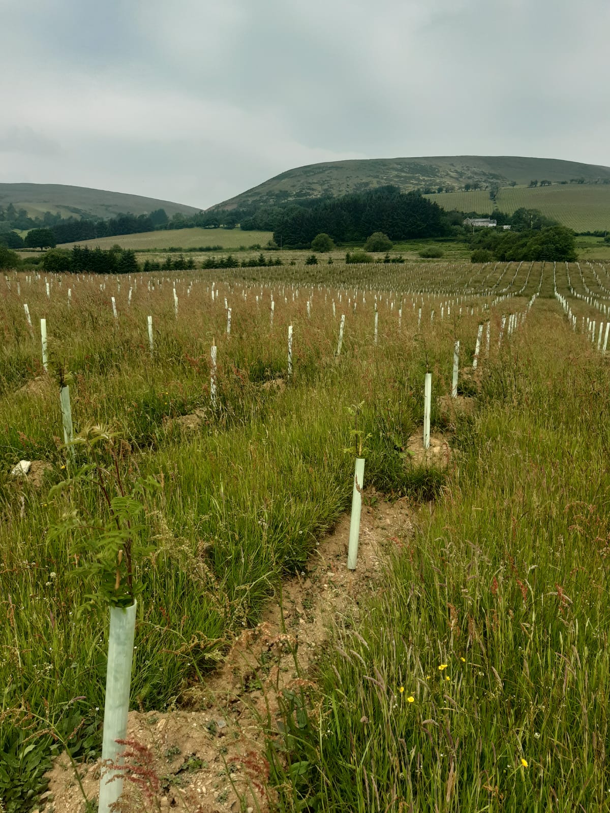 Firewood Supplier – George Donald Logs